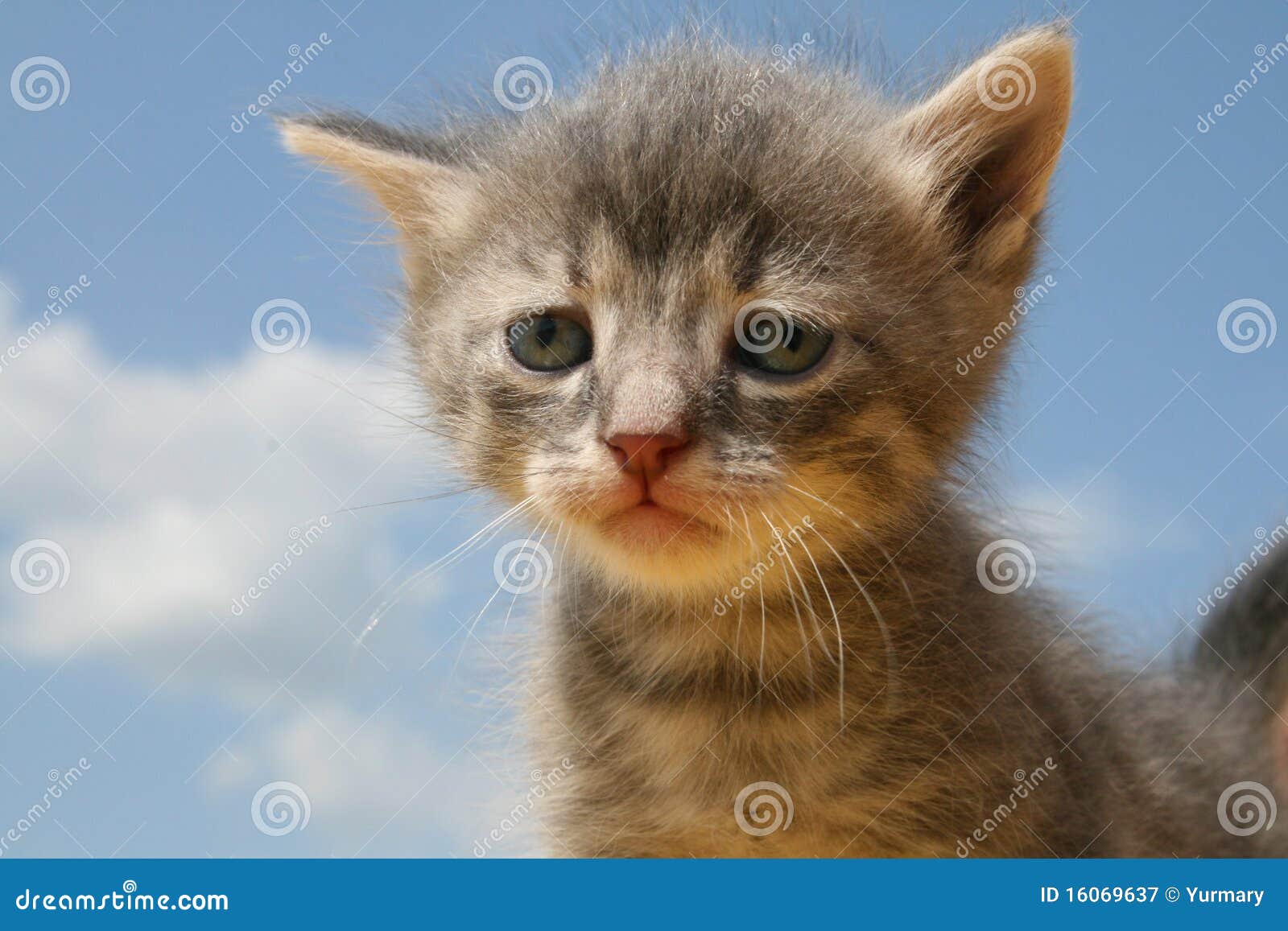 Sad kitty stock image. Image of white, clouds, hunger - 16069637