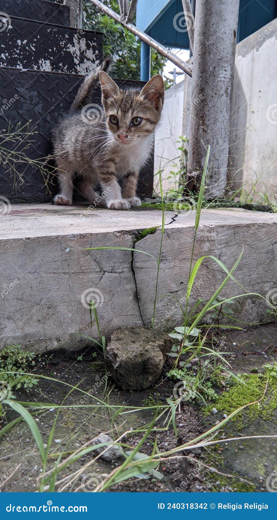 Sad kitty stock photo. Image of wildcat, dont, whiskers - 240318342