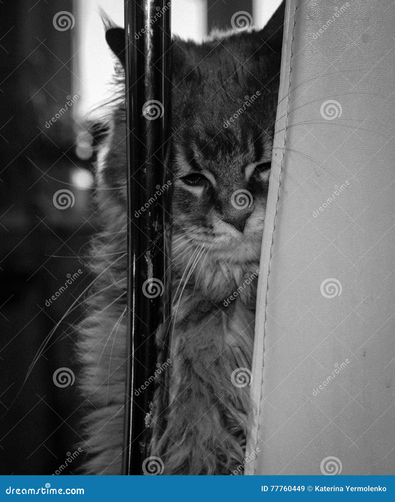 Sad Kitty stock image. Image of white, bars, looking - 77760449