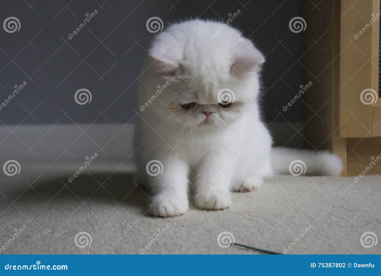 Sad kitty stock photo. Image of stare, white, look, feline - 75387802