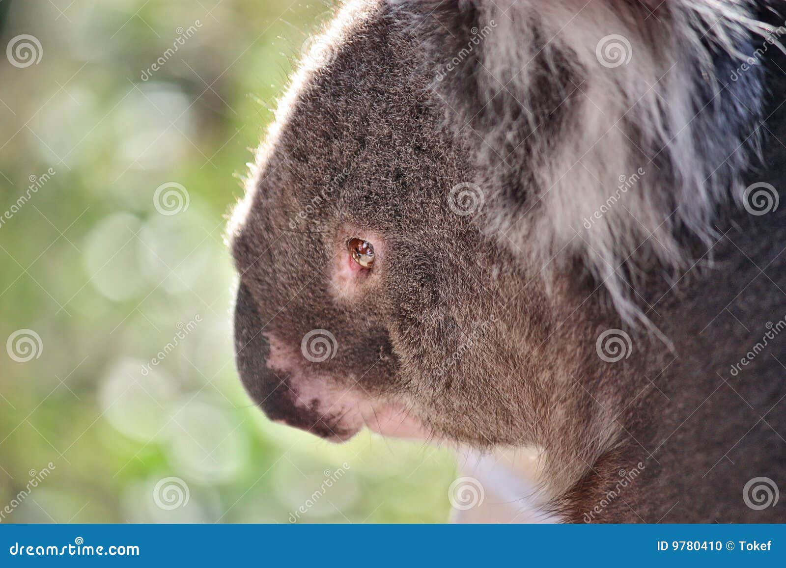 Sad Koala Bear stock photo. Image of wildlife, koala, park - 9780410