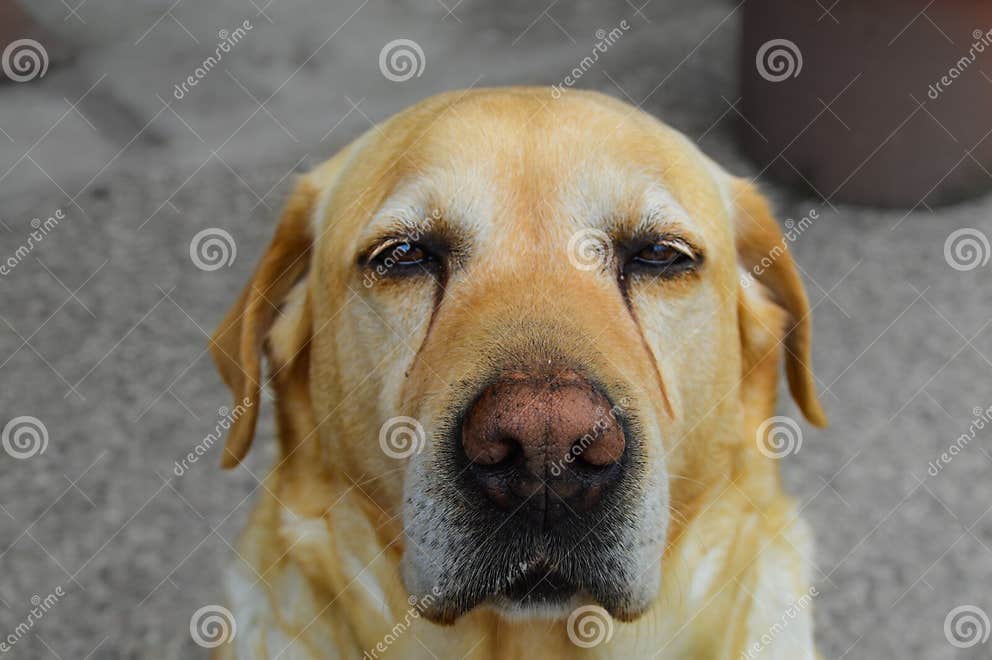 Sad labrador stock image. Image of canid, animal, lovely - 57369511