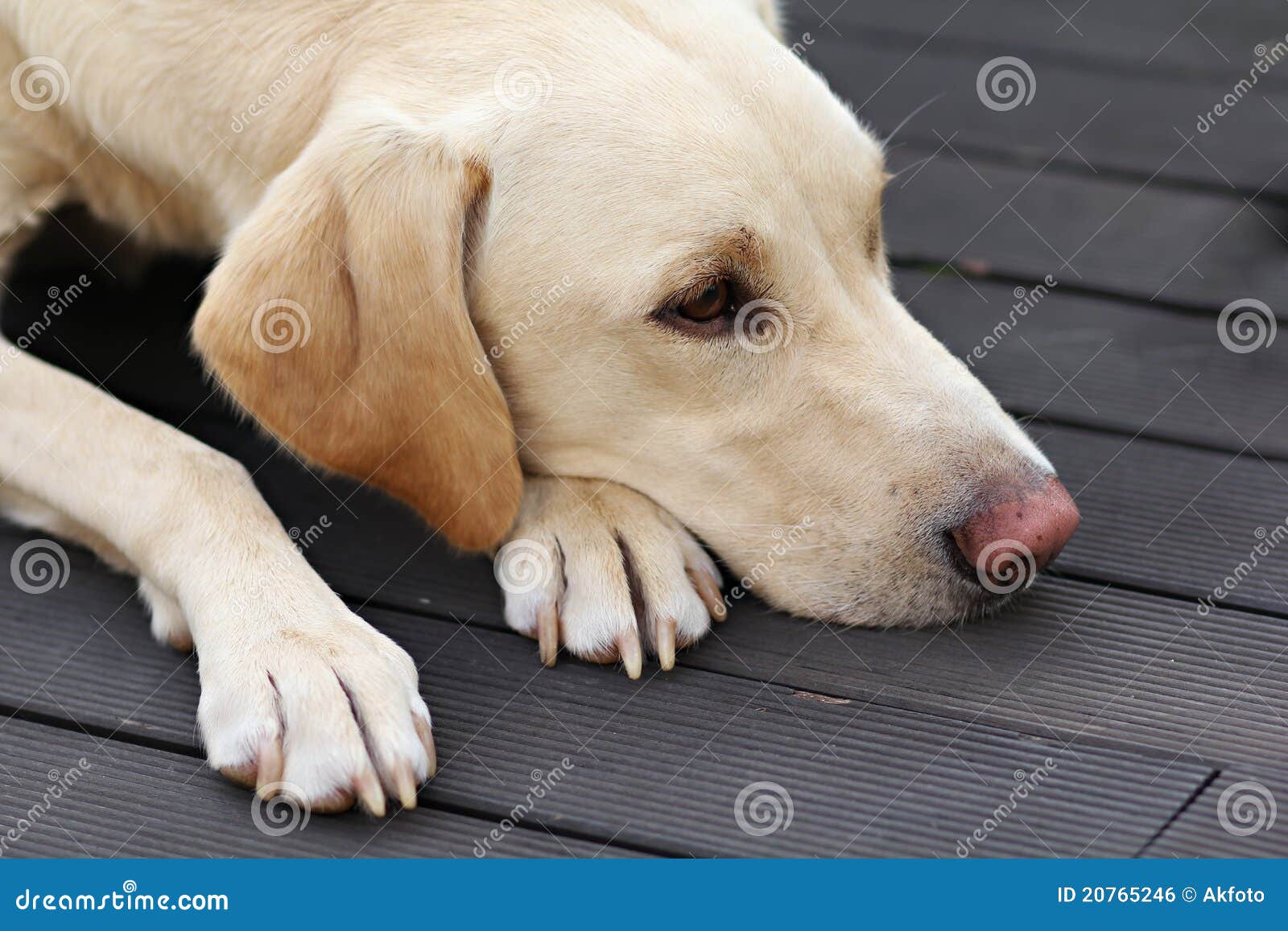 Sad Labrador on Garden Terrace Stock Photo - Image of waiting, labrador ...