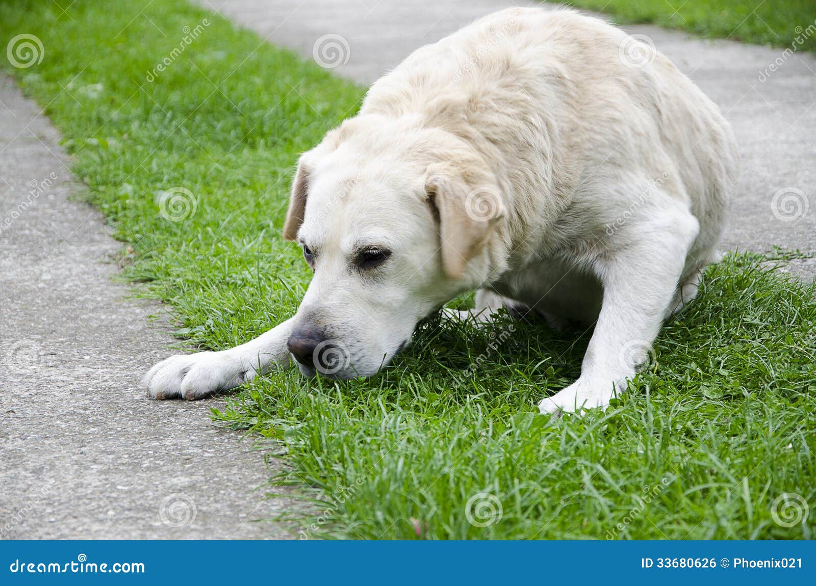 Sad Labrador stock photo. Image of green, concrete, white - 33680626
