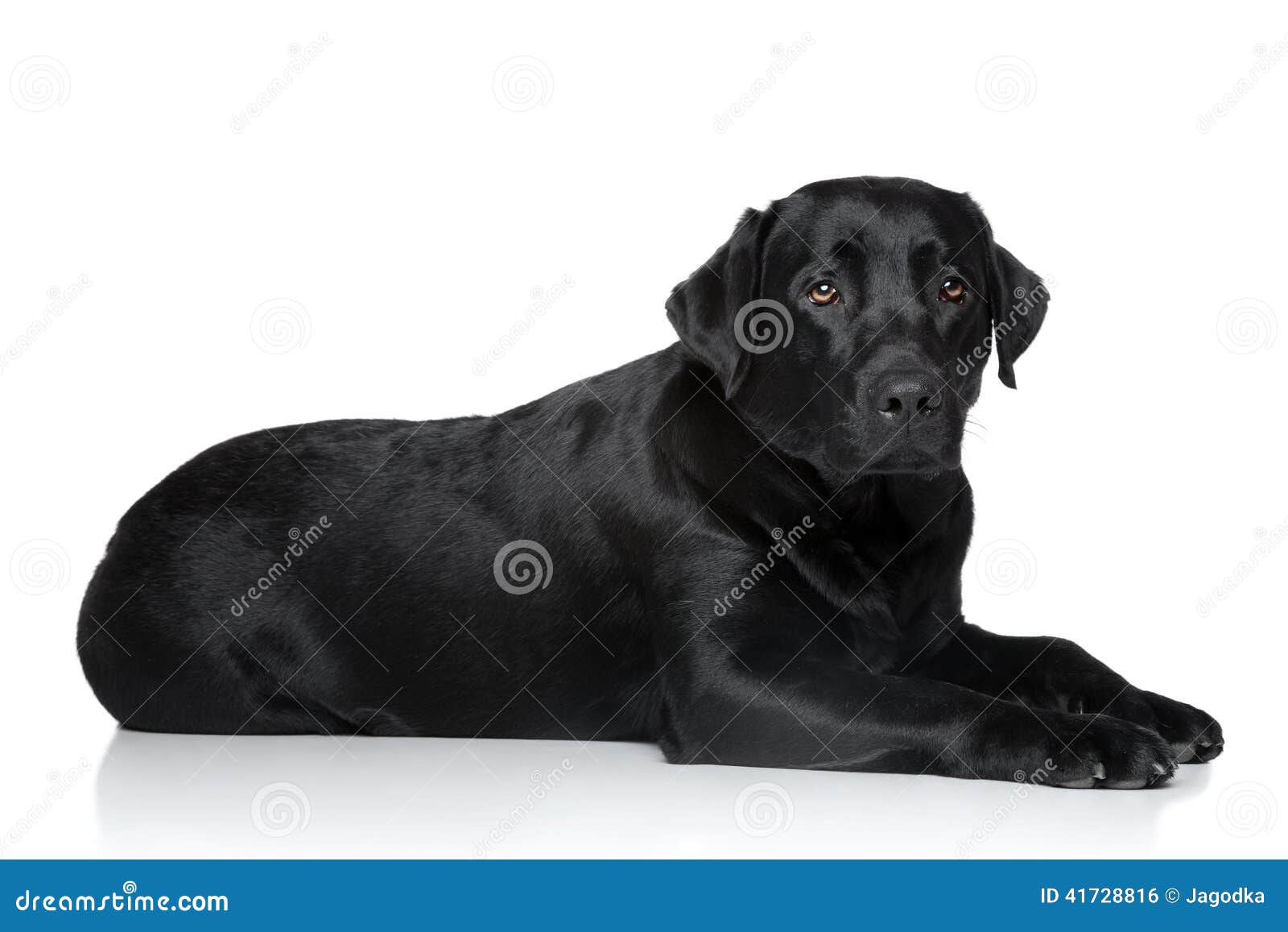 Are Labradors Sad