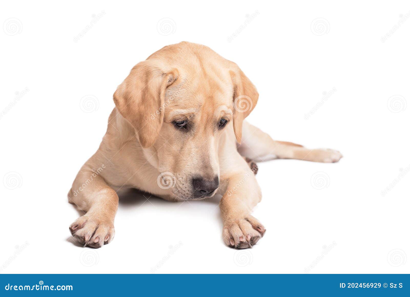 Sad Labrador Retriever Dog Lying on a White Background Stock Image ...