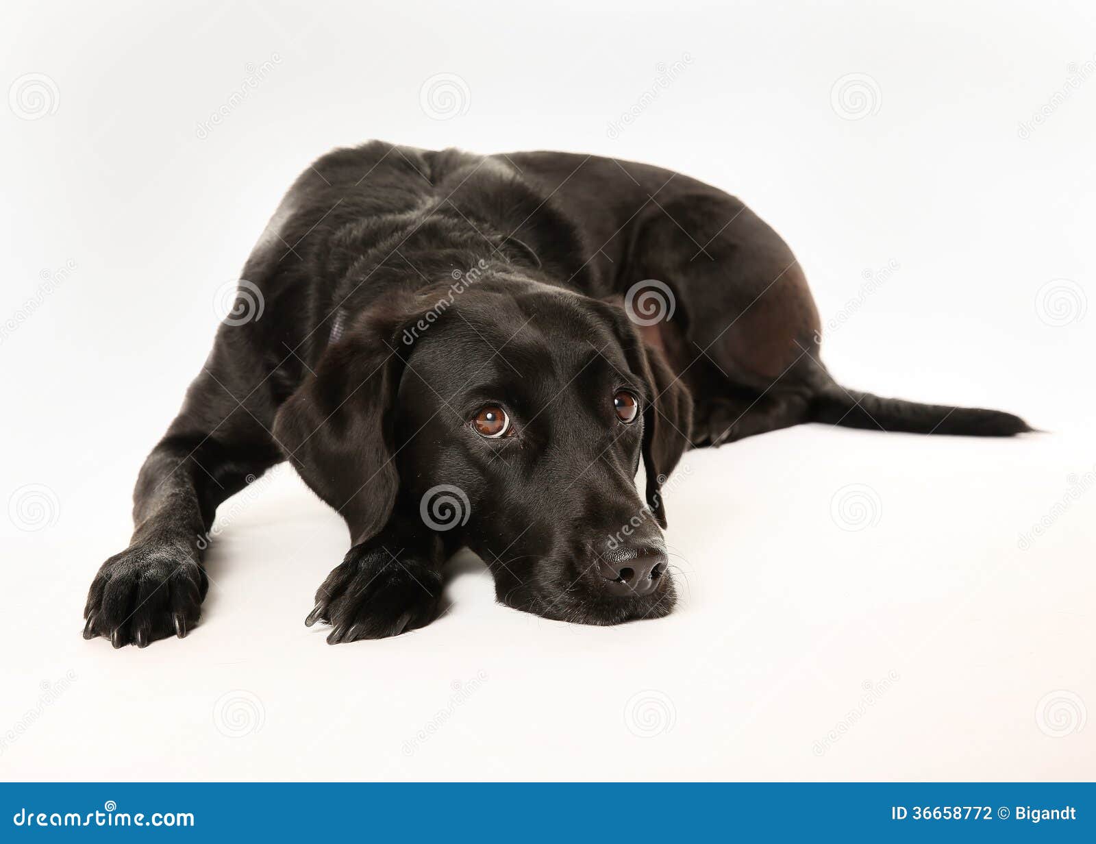 Sad labrador stock photo. Image of indoors, looking, dark - 36658772