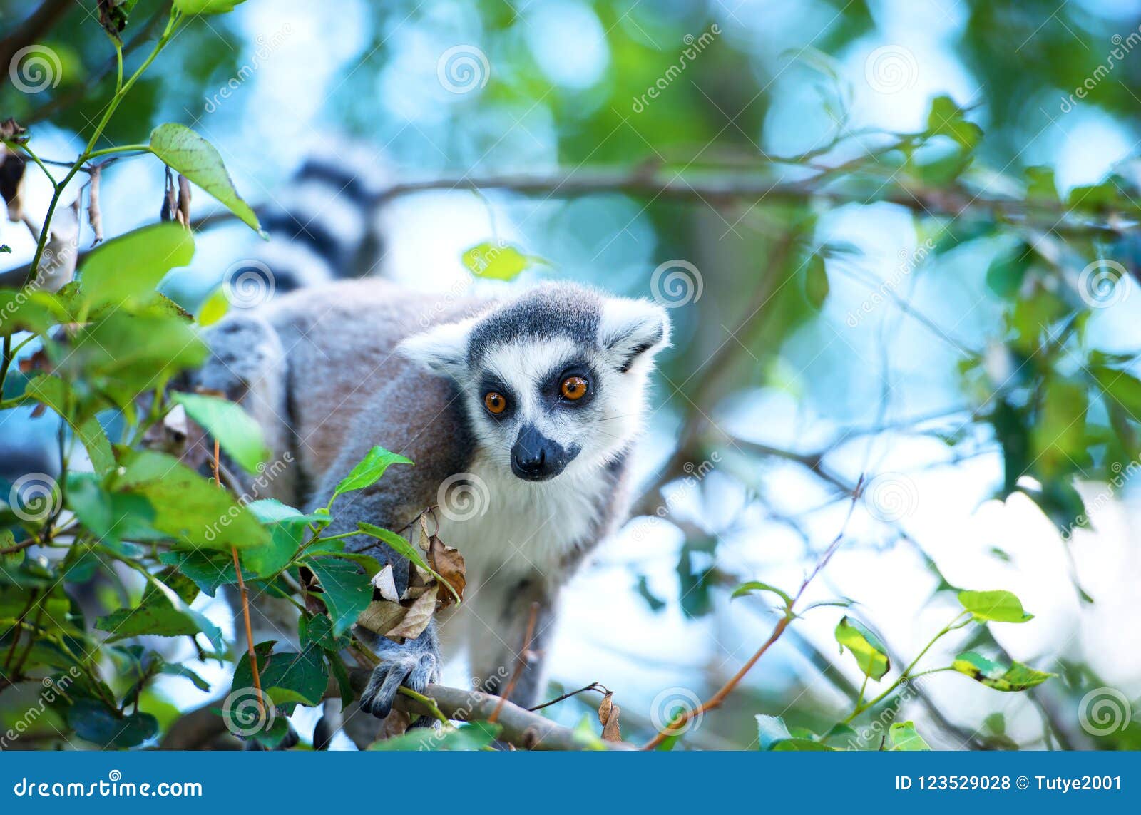 Lemur in the tree at zoo stock photo. Image of africa - 123529028