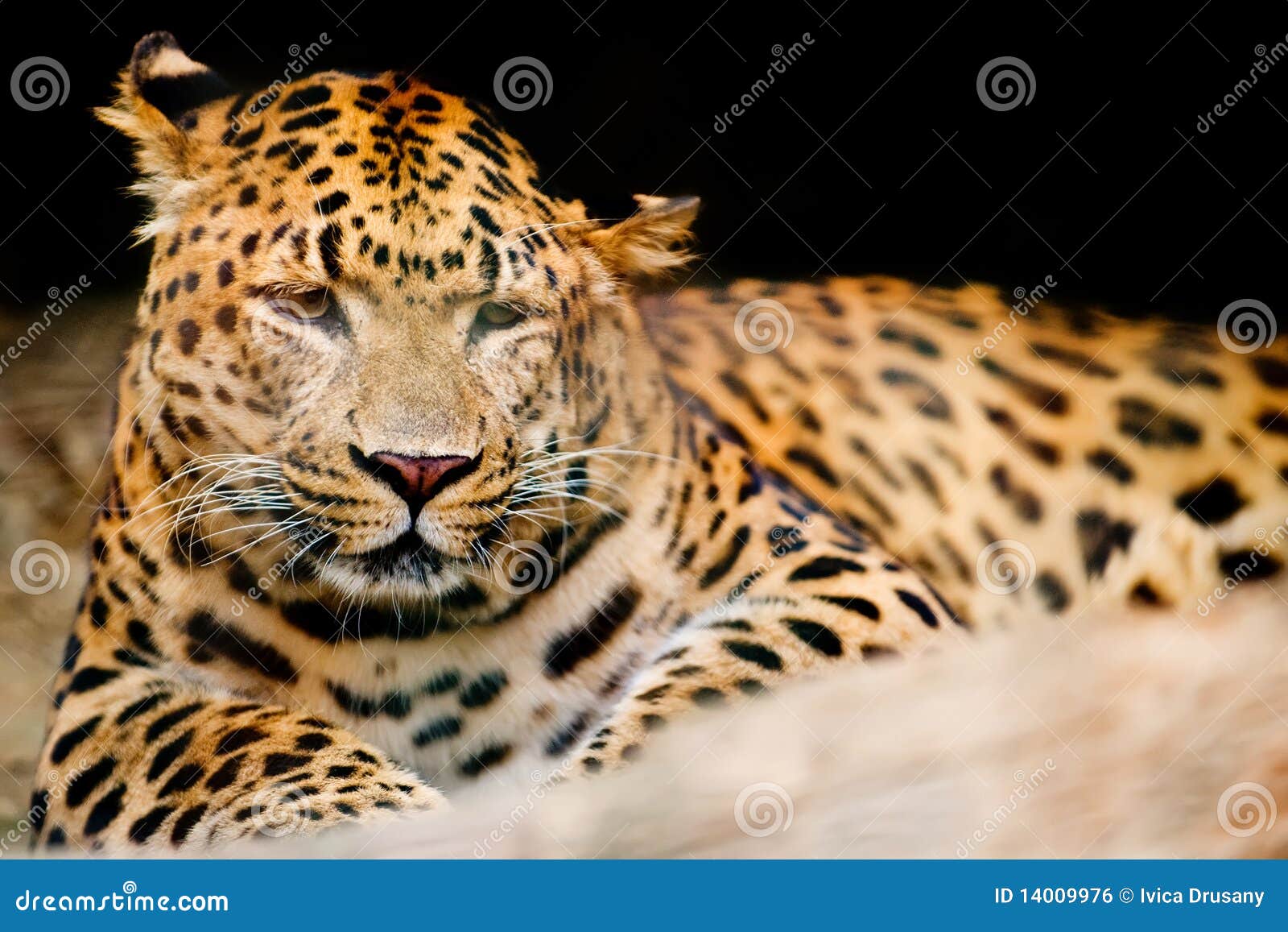 Sad leopard stock photo. Image of pardus, hunter, nocturnal - 14009976