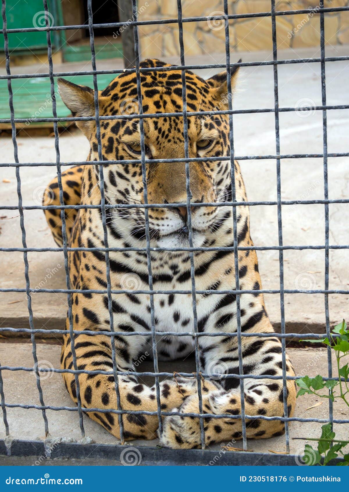 Sad Leopard Behind the Aviary Net Stock Photo - Image of taigan, fence ...