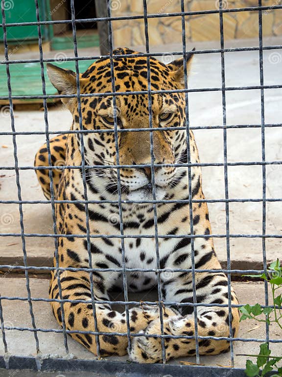 Sad Leopard Behind the Aviary Net Stock Photo - Image of taigan, fence ...