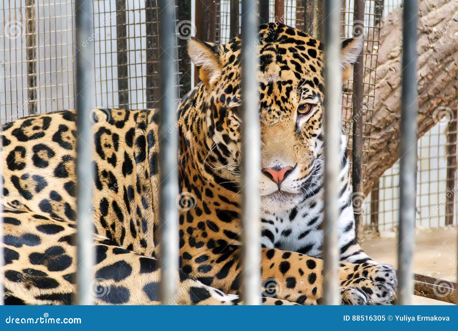 Sad leopard in zoo cage stock image. Image of caged, lattice - 88516305