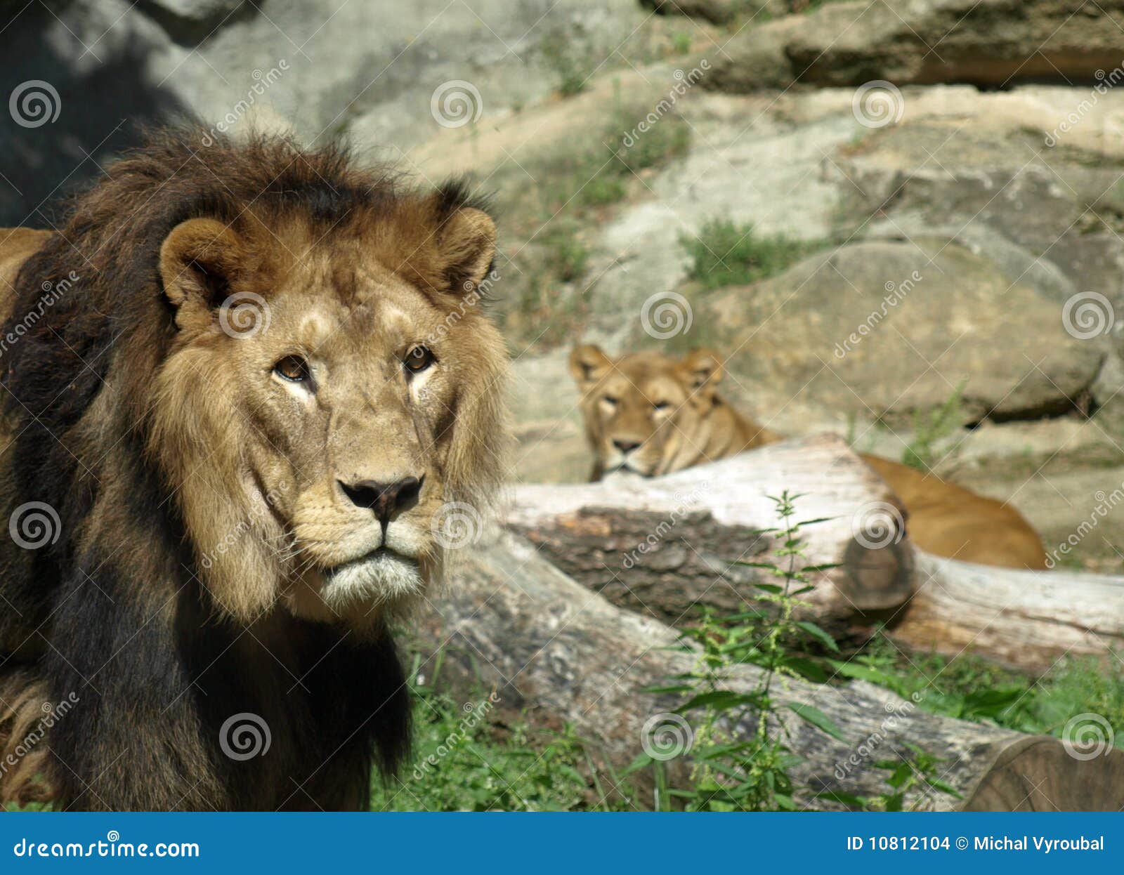 Sad lion stock photo. Image of safari, eyes, dangerous - 10812104