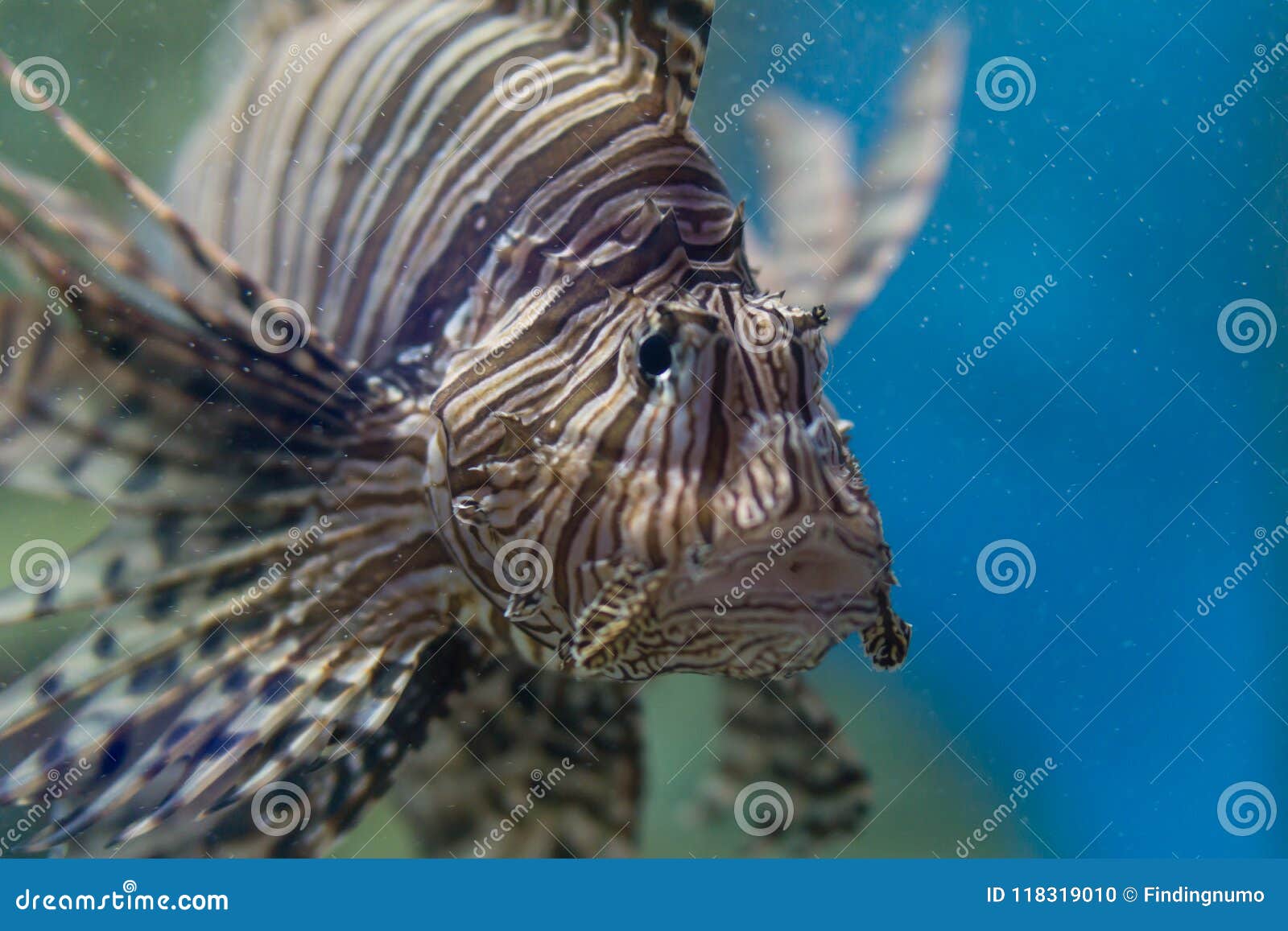 Sad Lion Fish in the Aquarium Stock Photo - Image of lion, life: 118319010