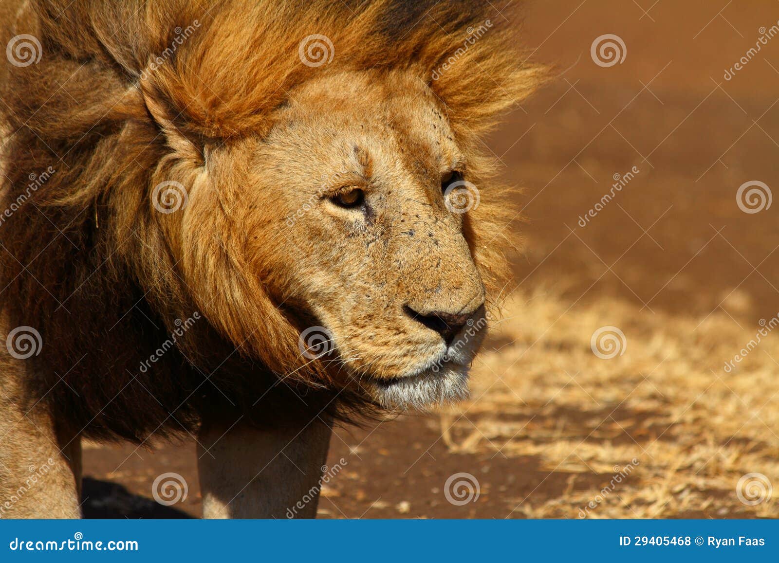 Sad Lion Head Shot stock photo. Image of expressions - 29405468