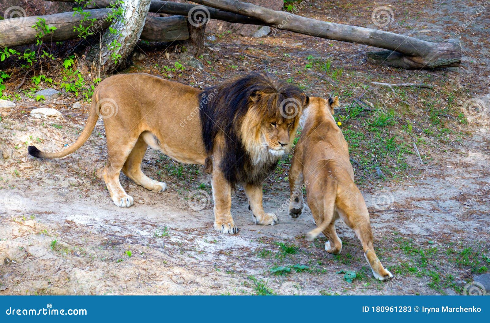 Sad Lion and Lioness stock image. Image of furry, beautiful - 180961283