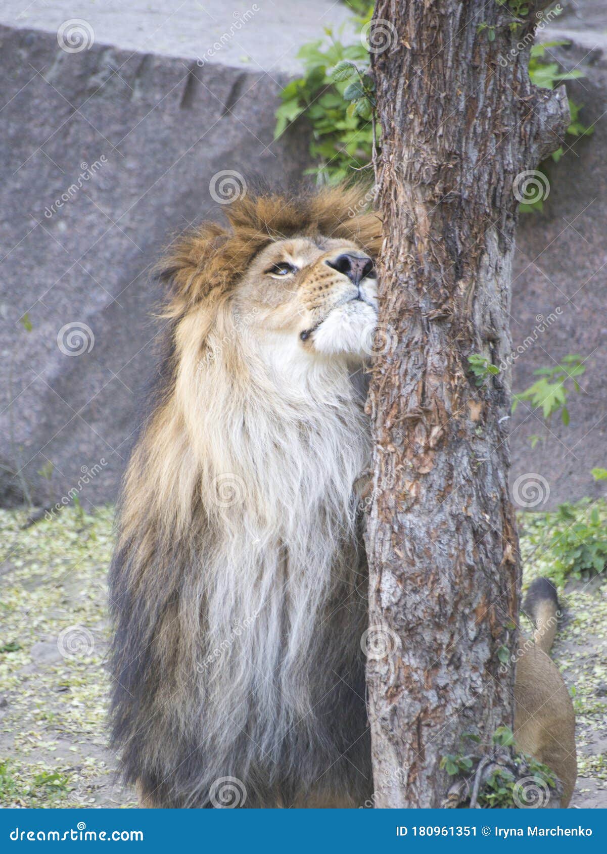 Lion near the Tree stock image. Image of king, powerful - 180961351