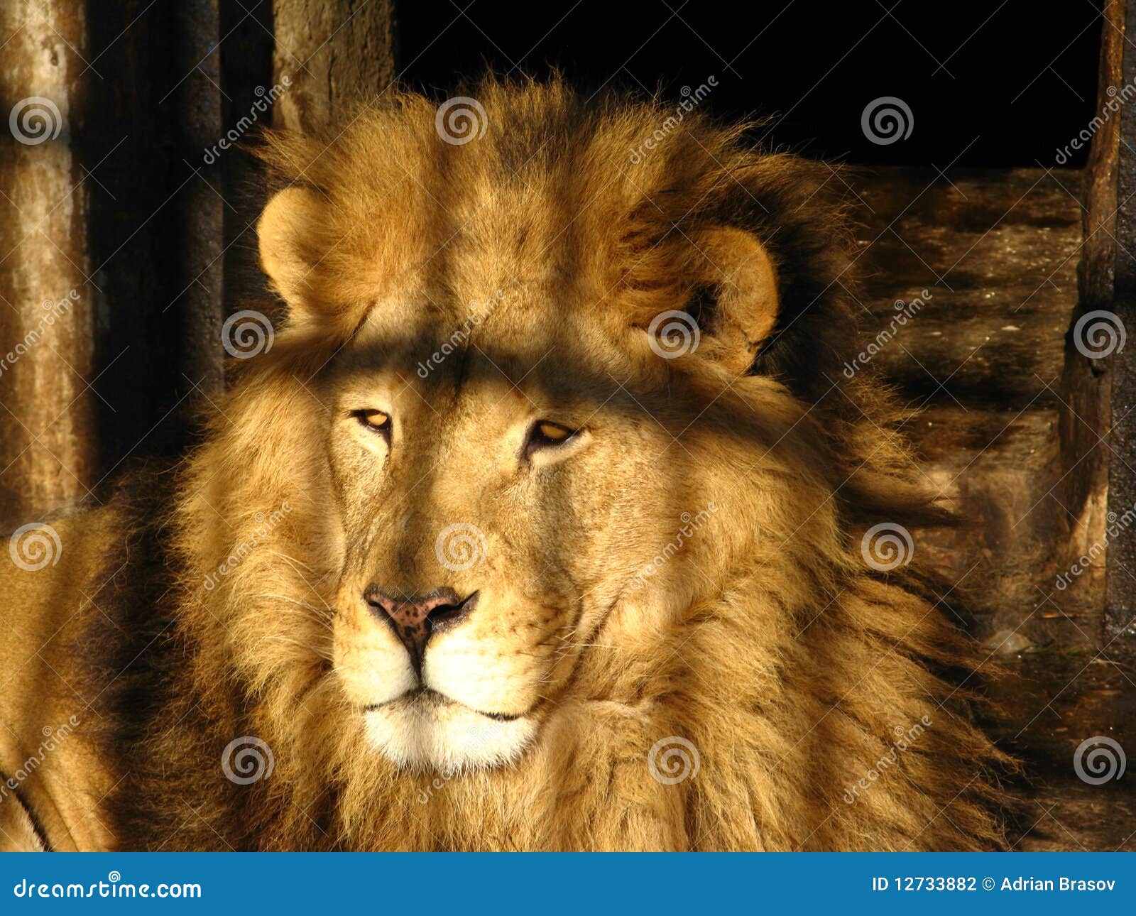 Sad Lion - Shadow of a Cage Stock Photo - Image of eyes, cage: 12733882