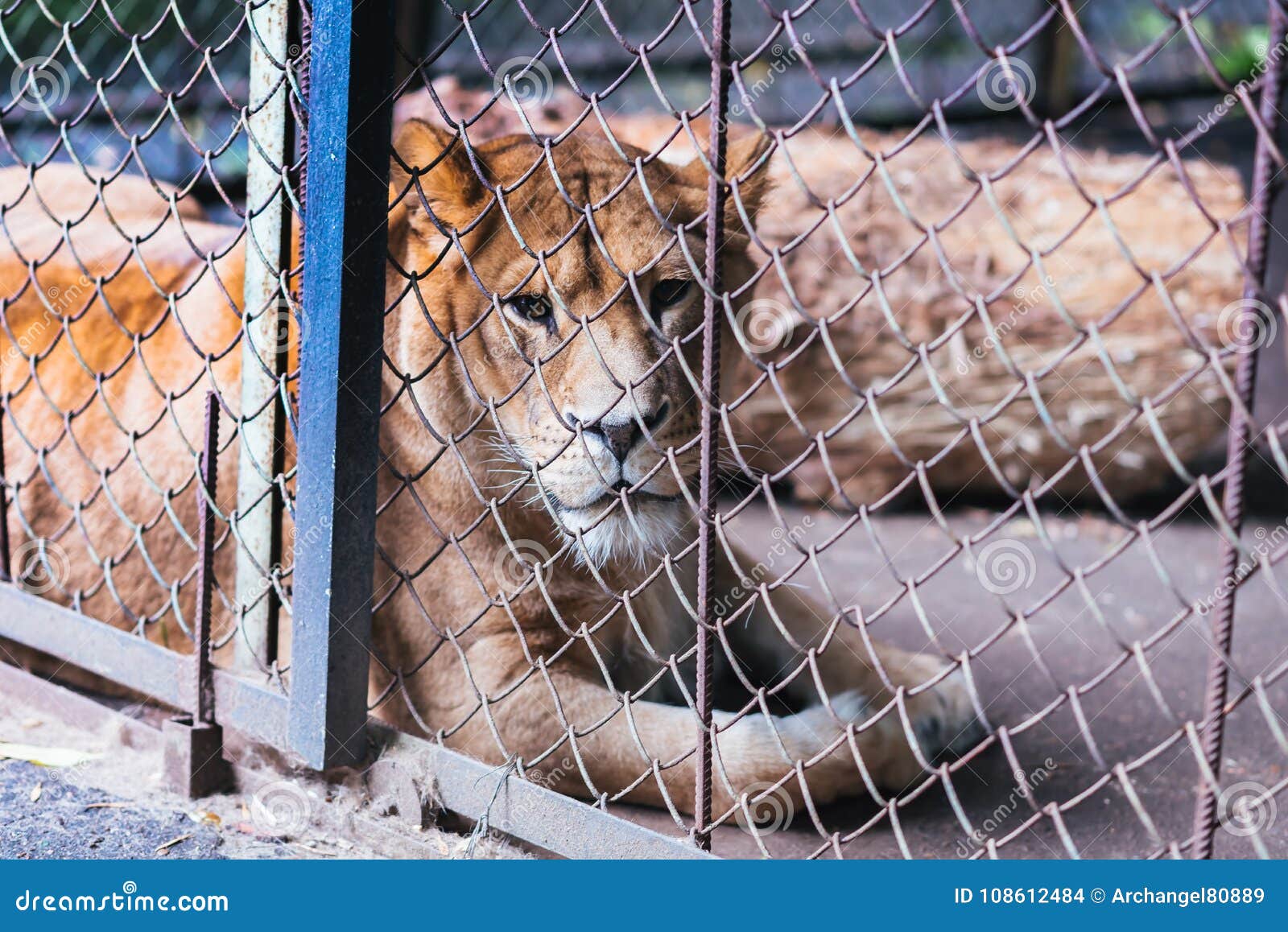 Sad lioness in the cage. stock photo. Image of front - 108612484