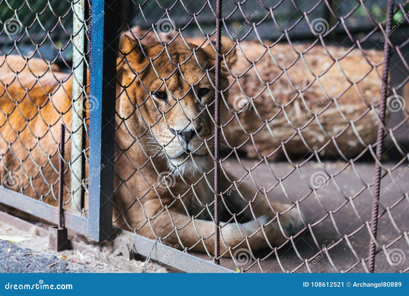 Sad lioness in the cage. stock image. Image of carnivore - 108612521