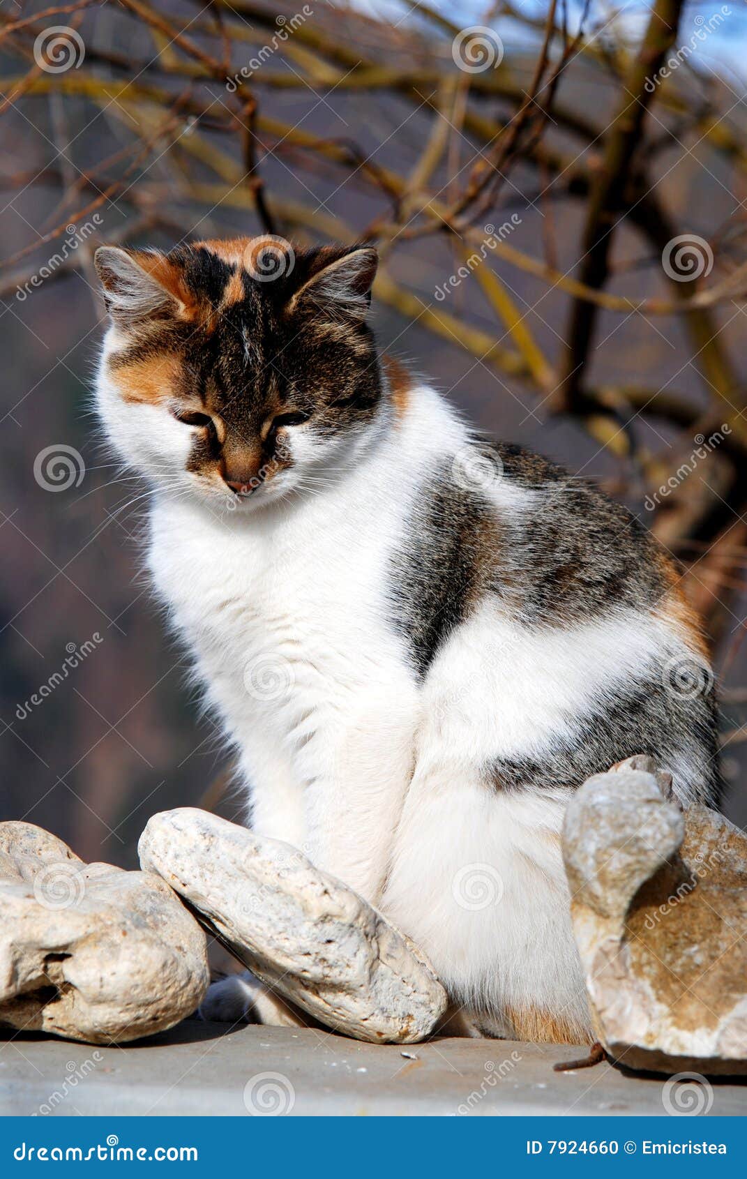 Sad little cat stock photo. Image of fence, pets, beautiful - 7924660