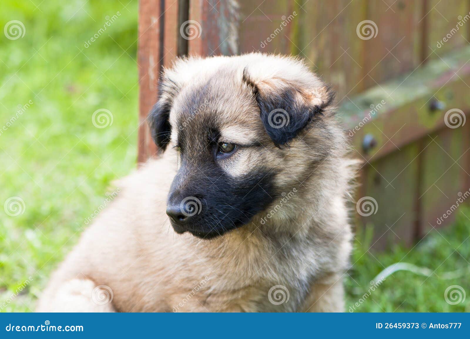 Sad little dog stock image. Image of close, miss, innocence - 26459373
