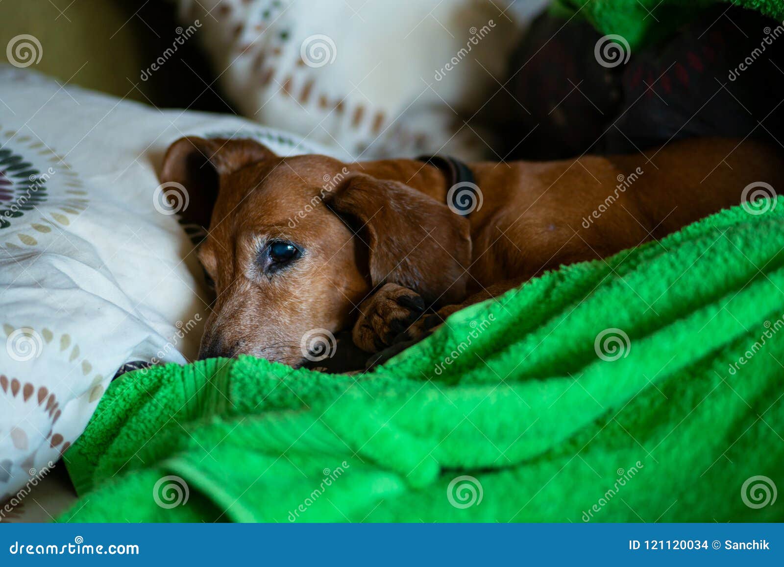 Sad Little Dog, the Dachshund is Lying on the Couch Stock Photo - Image ...