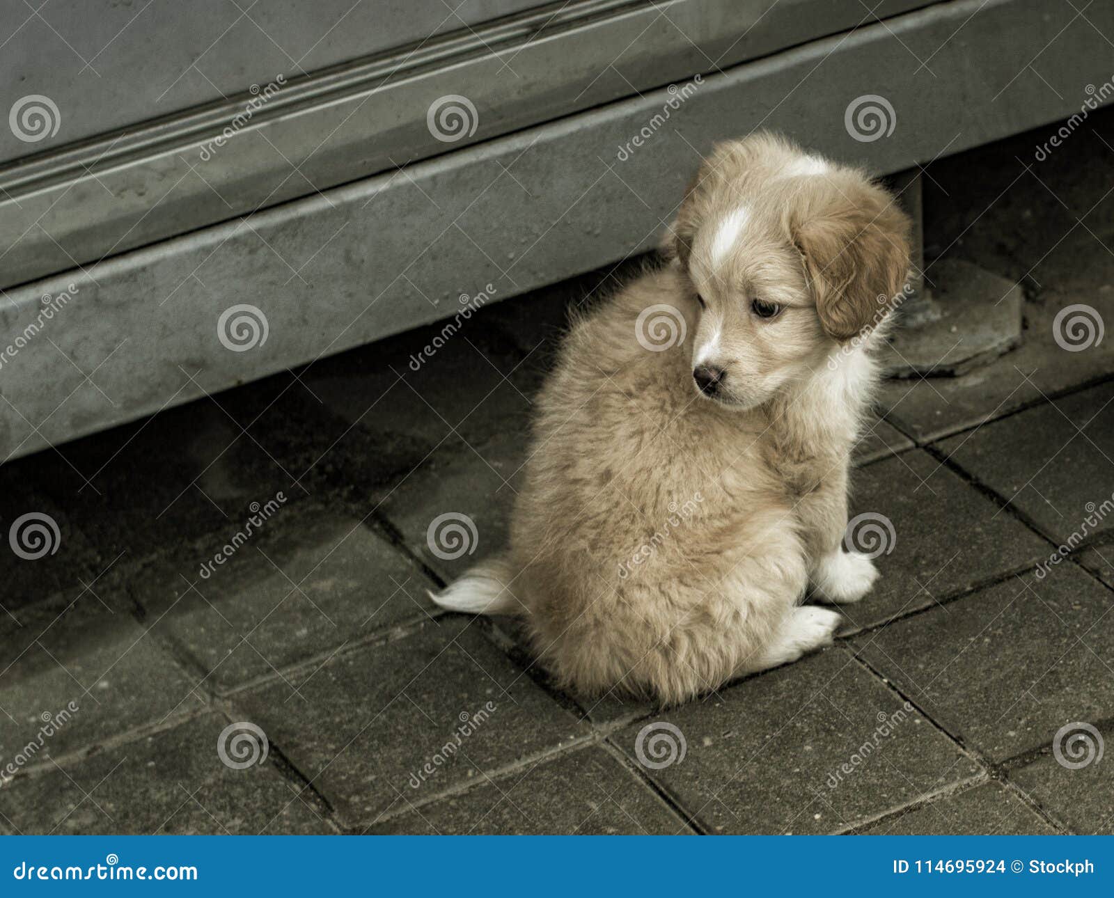 Sad little dog stock photo. Image of single, street - 114695924