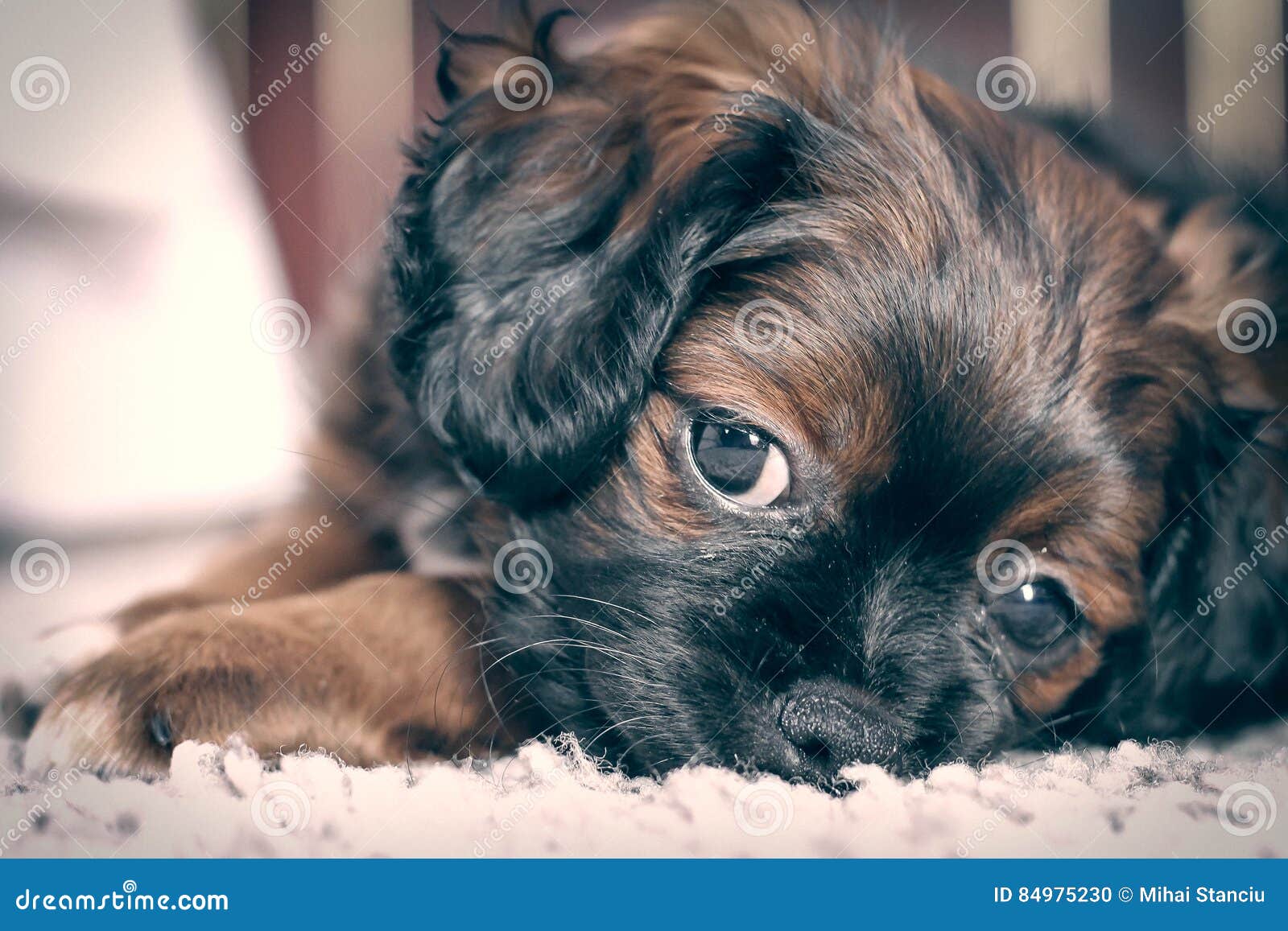 Sad little dog stock photo. Image of veterinary, outdoor - 84975230