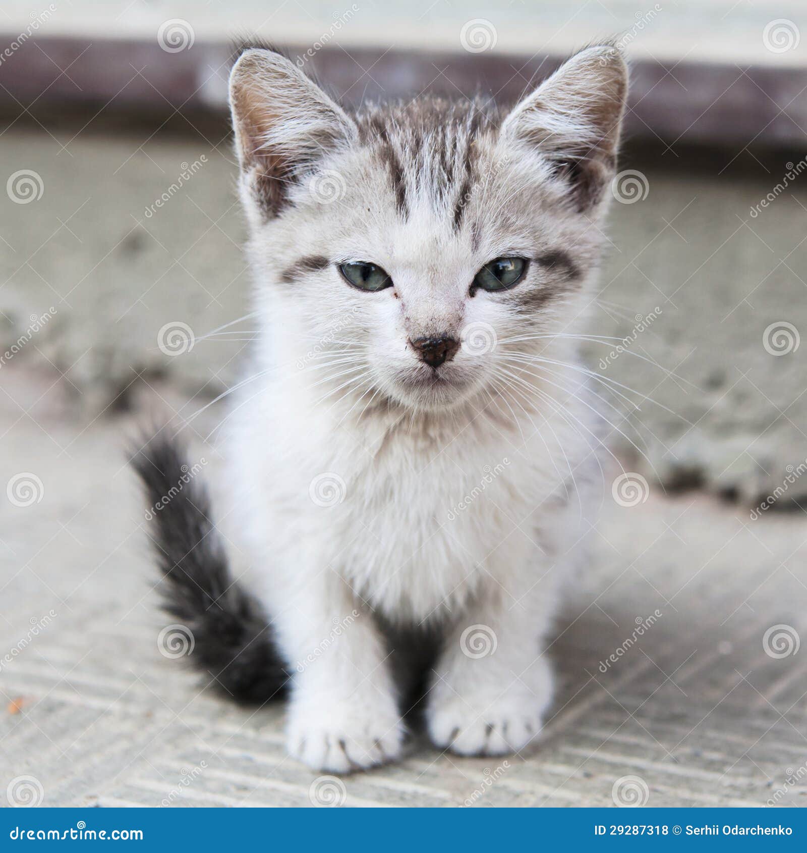 Sad Little Homeless Kitten Stock Photo | CartoonDealer.com #36563076