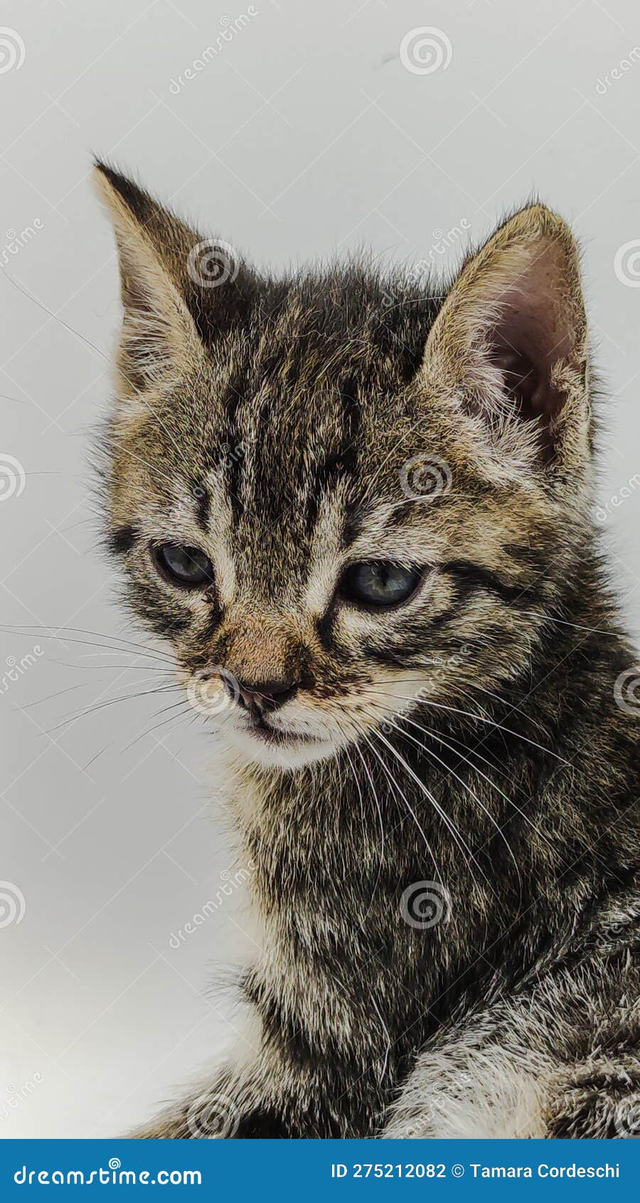 Sad Little Kitten Looking at Infinity Stock Photo - Image of treasures ...