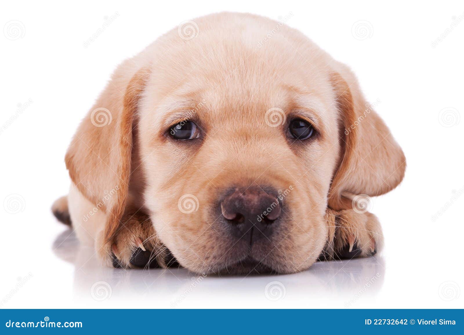 Sad Little Labrador Retriever Puppy Stock Photo - Image of labrador ...