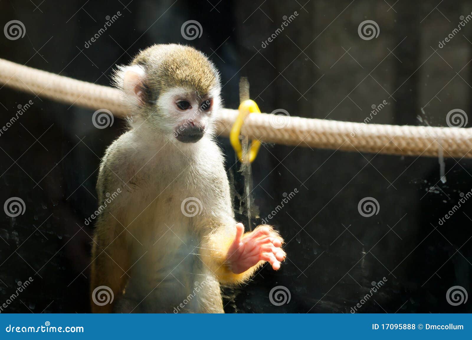 Sad little monkey stock photo. Image of creature, isolated - 17095888