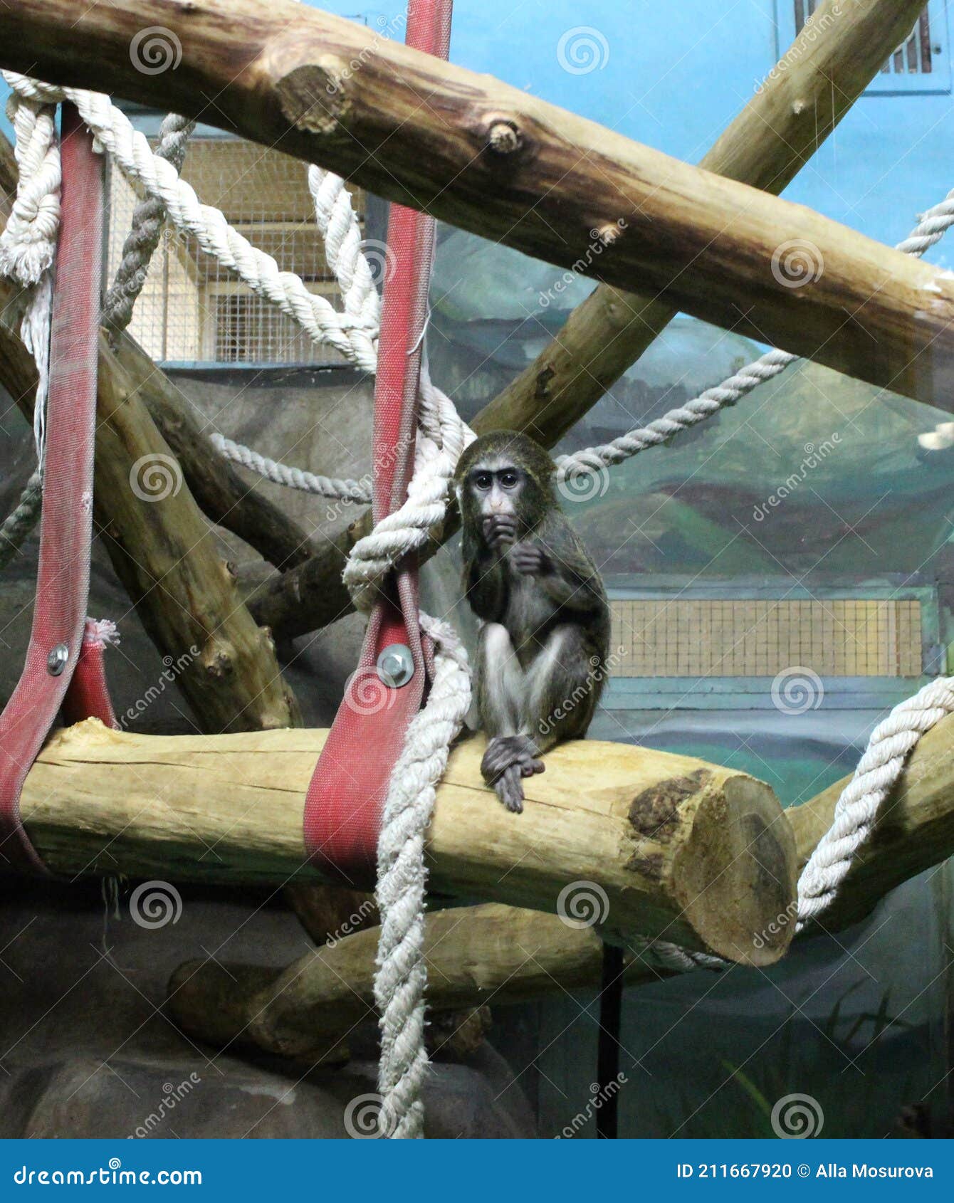 Sad Little Monkey in an Aviary Sitting on a Tree Stock Photo - Image of ...