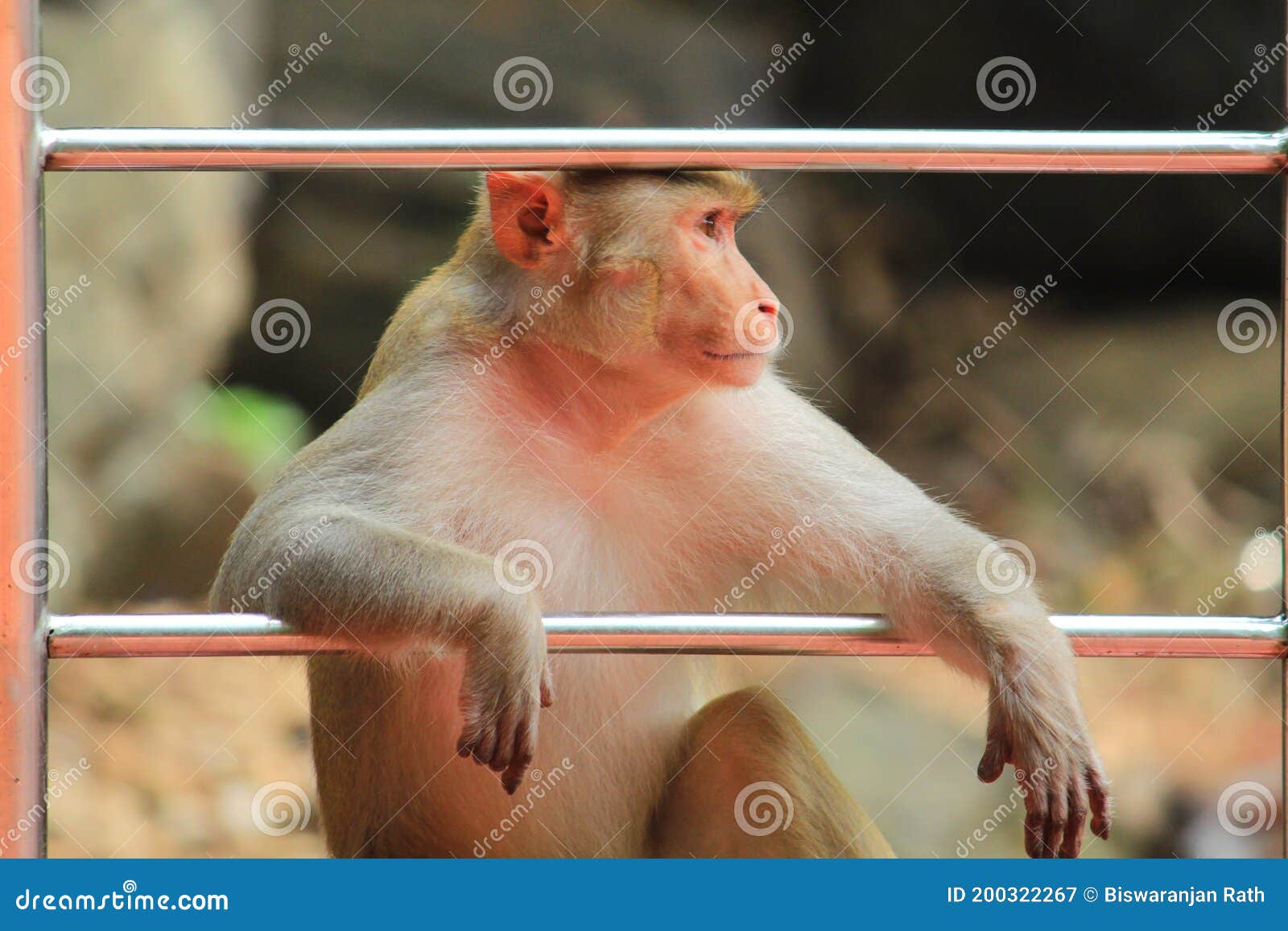 Sad Monkey Little Monkey in Jungle Potrait Hd Stock Image - Image of ...