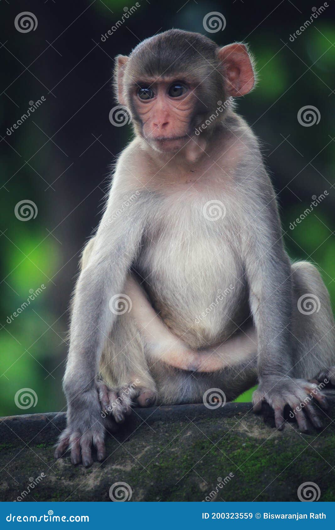 Sad Monkey Little Monkey in Jungle Potrait Hd Background Stock Image ...