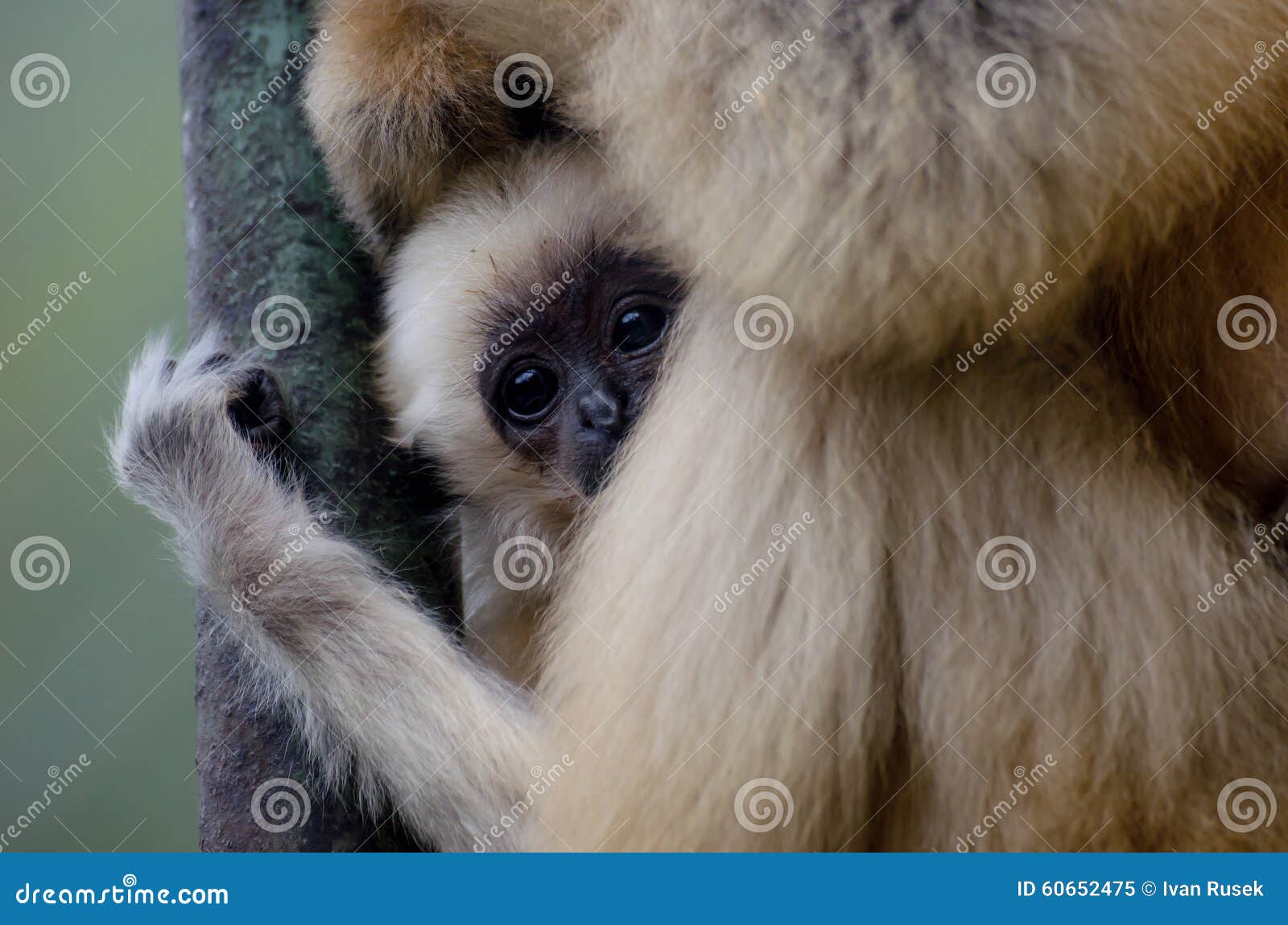 A sad little monkey stock image. Image of mother, innocent - 60652475