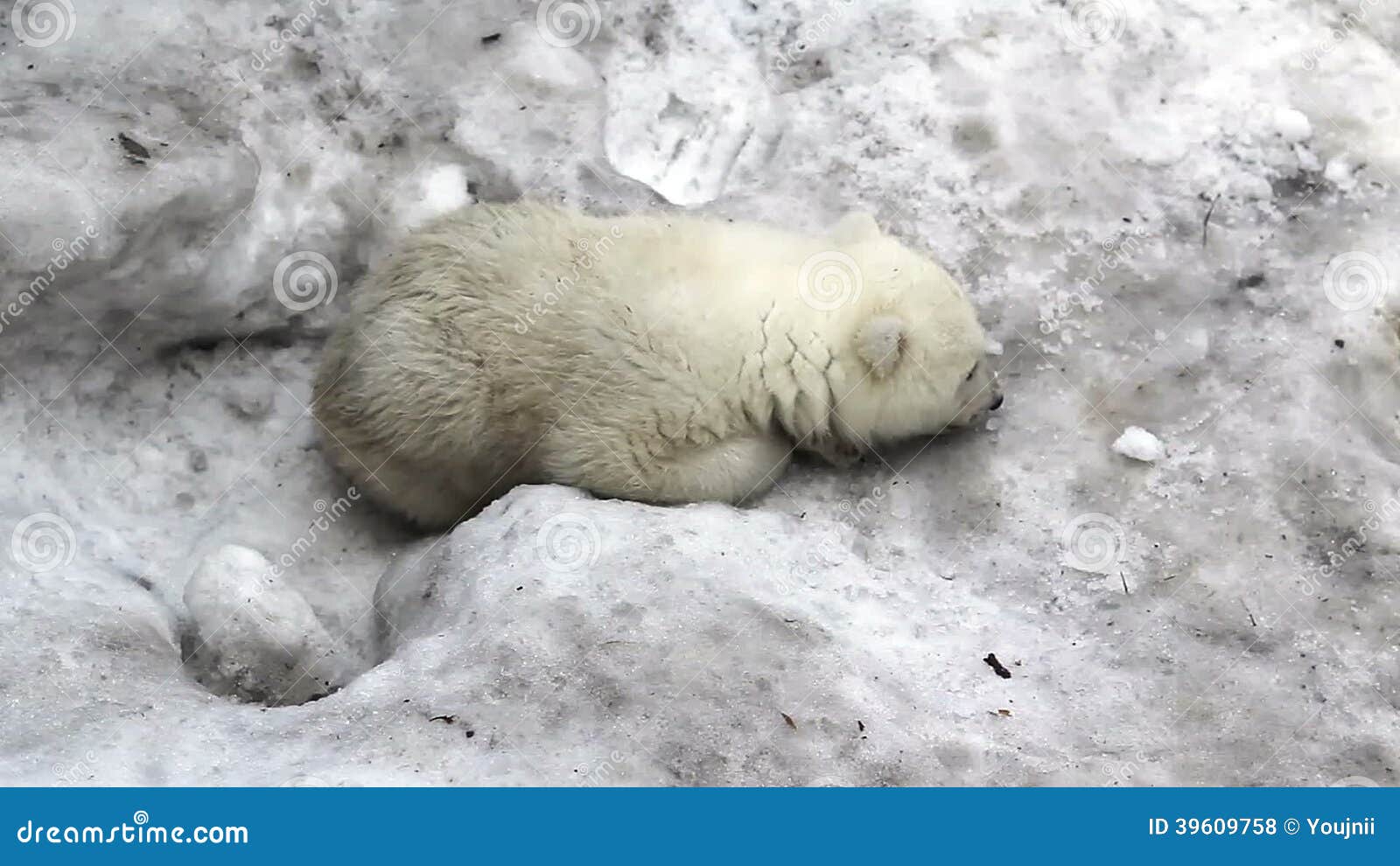 Sad little polar bear cub stock footage. Video of mammal - 39609758