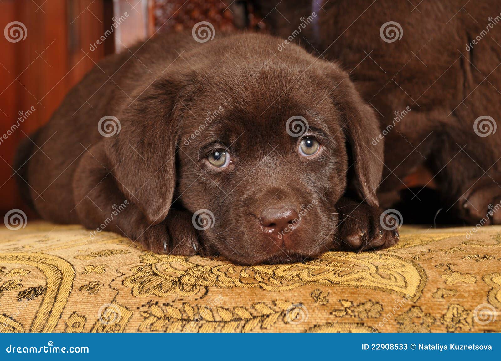 Sad little puppy stock image. Image of labrador, looking - 22908533