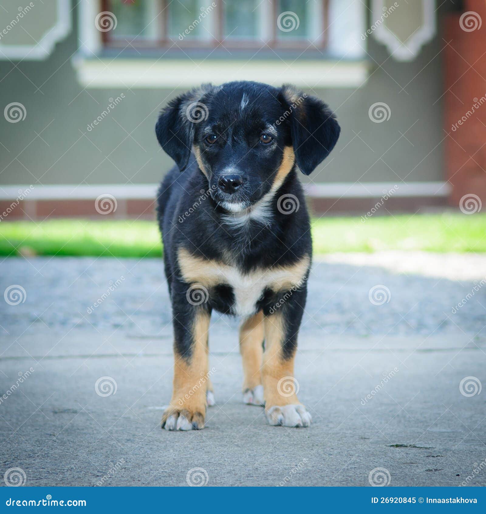 Sad little puppy stock image. Image of nose, road, hungry - 26920845