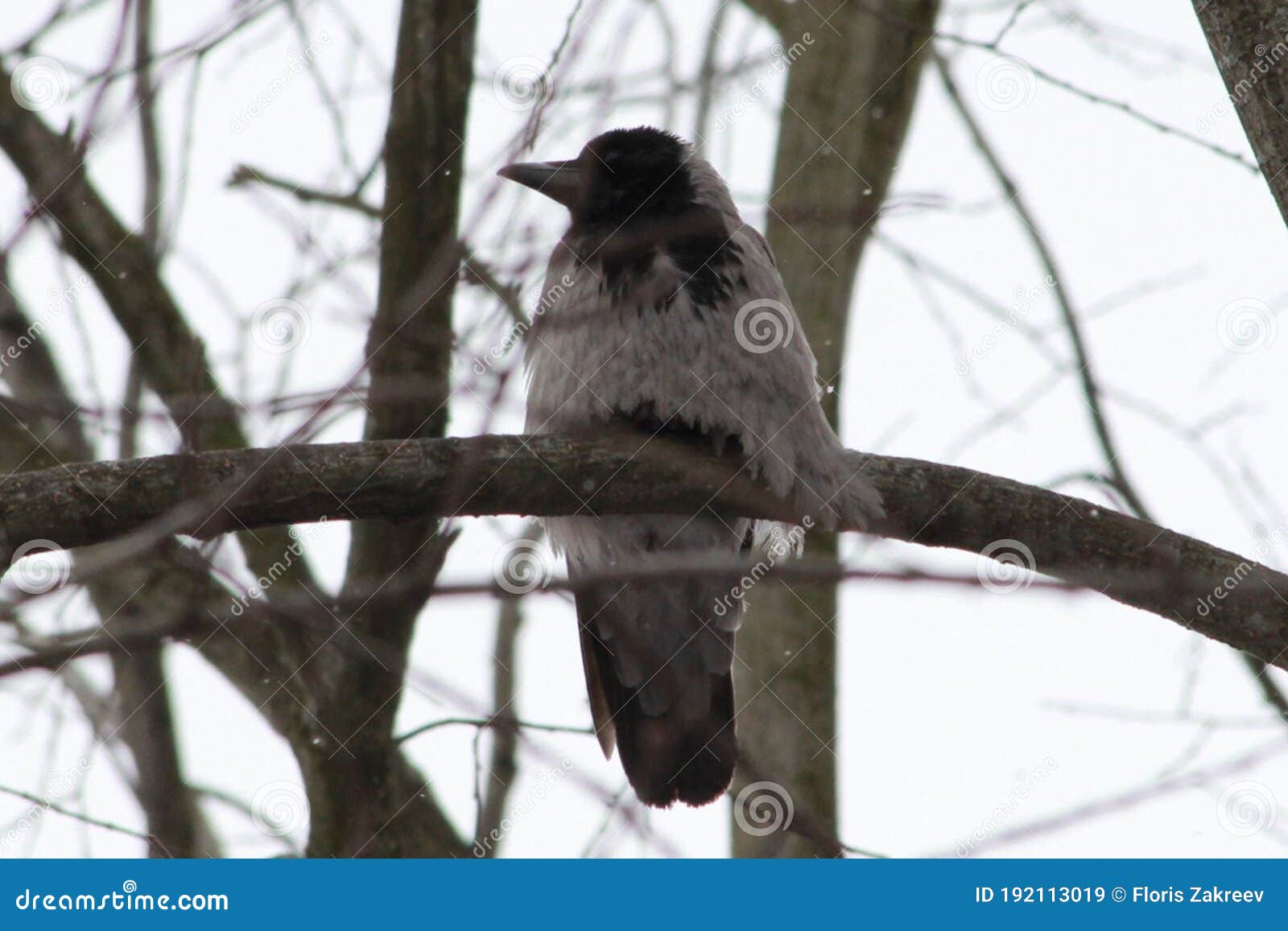 Sad lonely crow stock image. Image of close, branch - 192113019