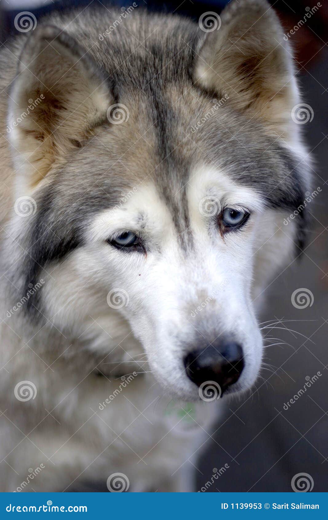 SAD and LONELY DOG stock image. Image of eyes, friend - 1139953