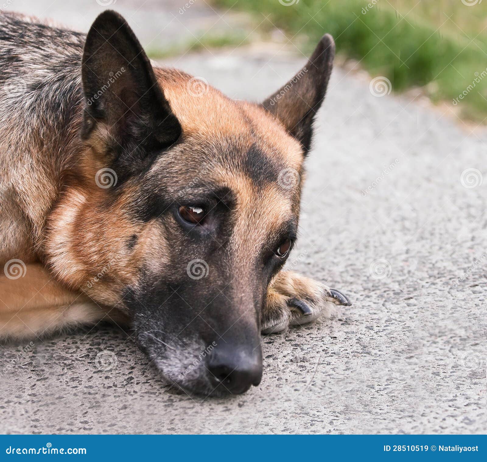 Sad Lonely Dog on Asphalt Plates Stock Image - Image of green, homeless ...
