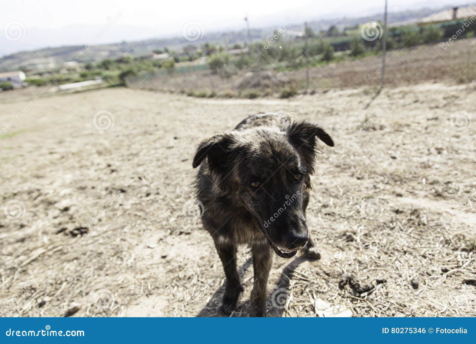 Sad lonely dog stock photo. Image of canine, animal, emotion - 80275346