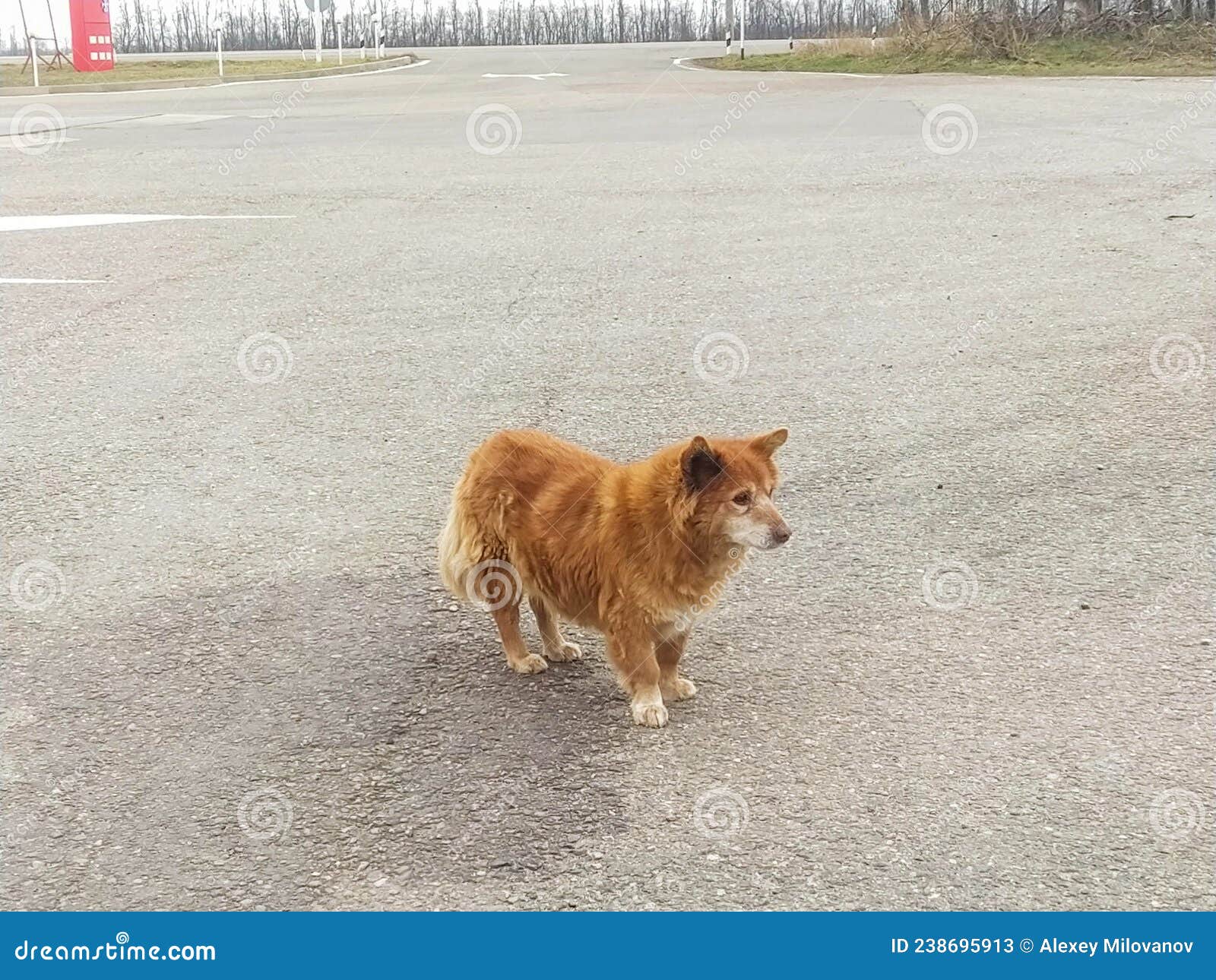 Sad Lonely Dog Walking Down the Road Stock Image - Image of funny ...