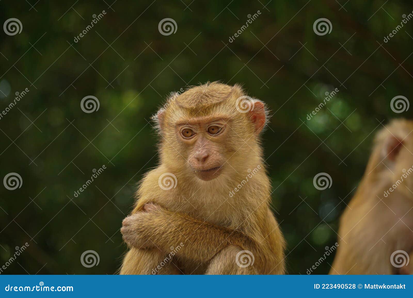 Sad Lonely Monkey on the Hill, Monkey Hill in Phuket. Monkey Sits and ...