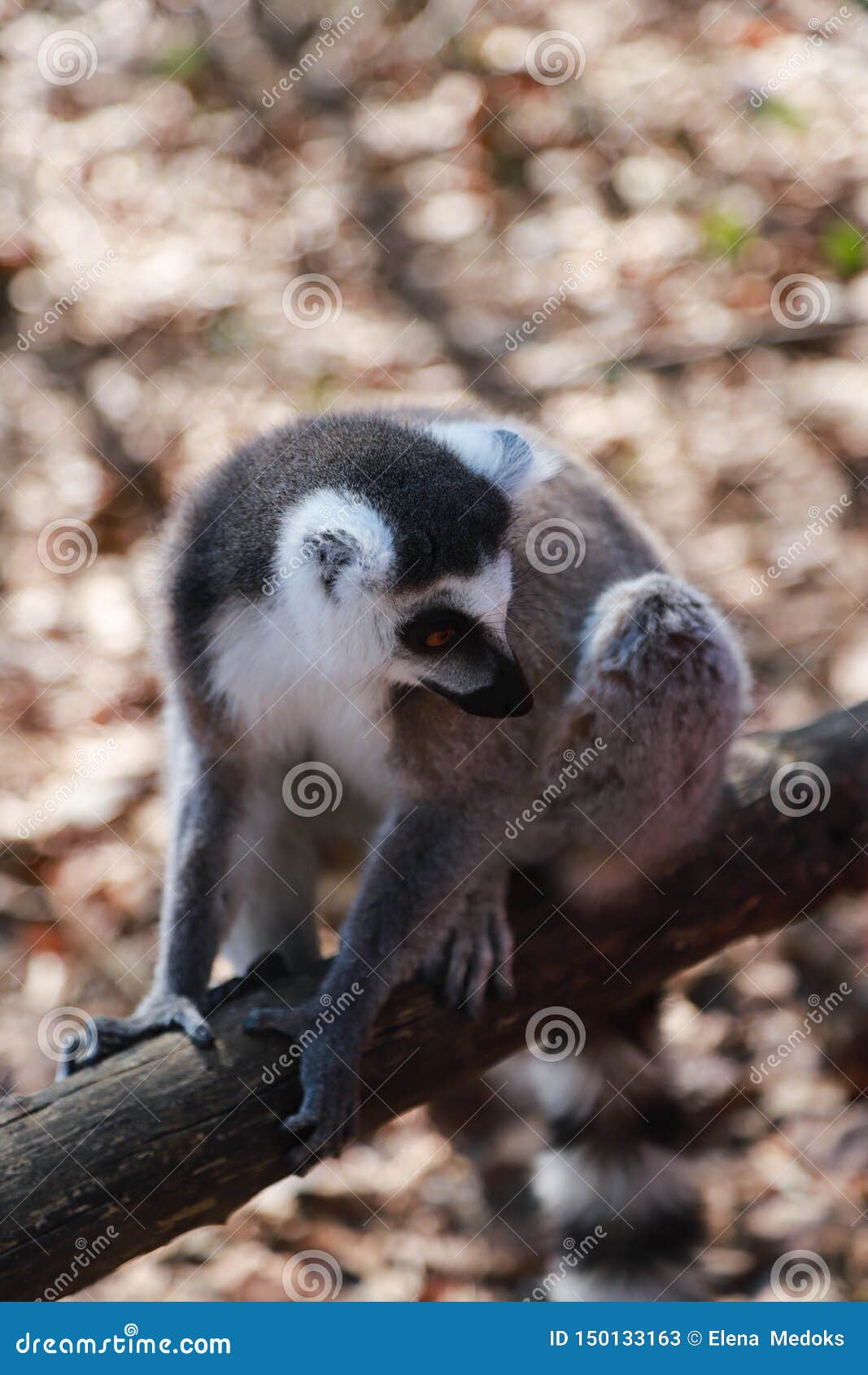 A Sad Lring-tailed Lemur Sits on a Wooden Beam on a Wooden Fence and ...