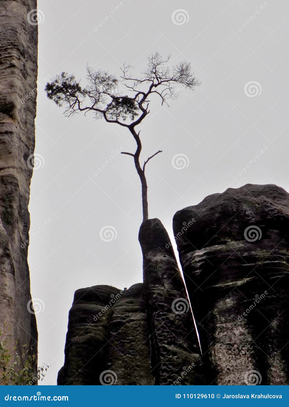 Sad and Lonely Tree during Cloudy Day Stock Photo - Image of country ...