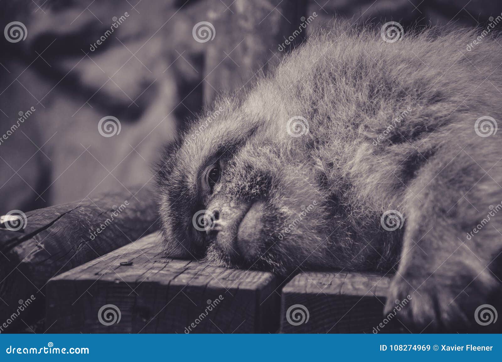 Sad Look of a Monkey during His Nap Stock Image - Image of face, look ...