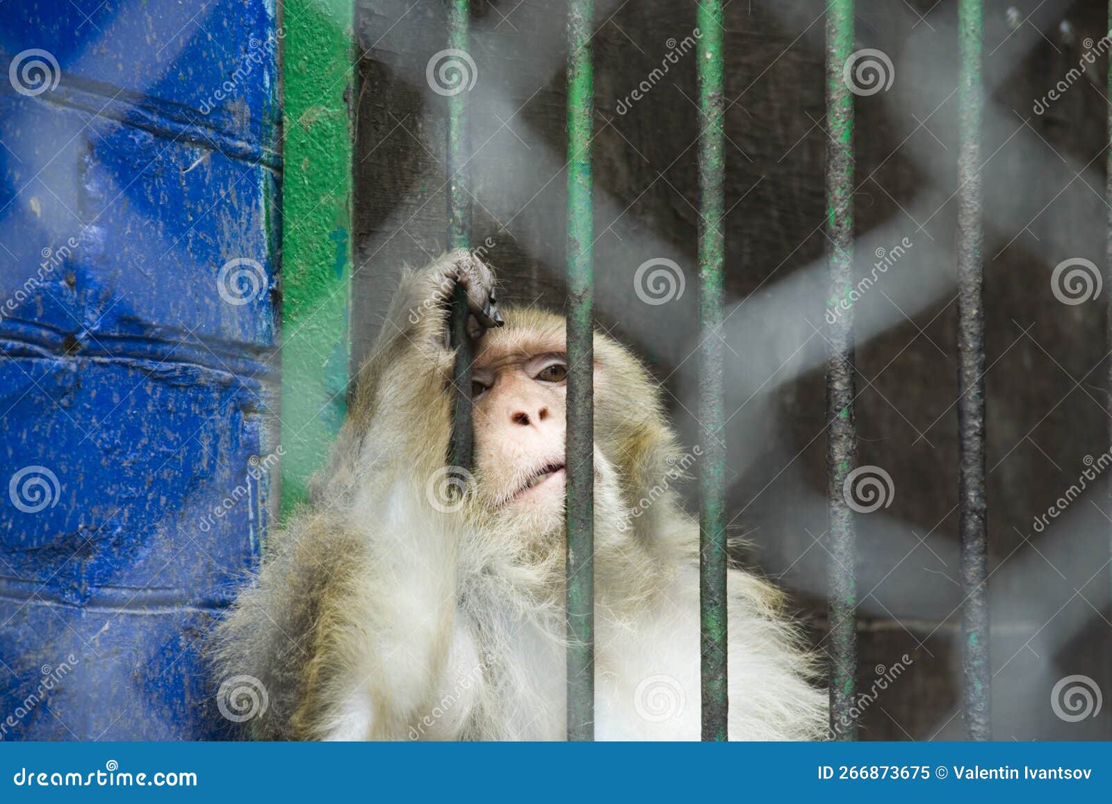 Sad Look of a Monkey from a Zoo Cage Stock Image - Image of captivity ...